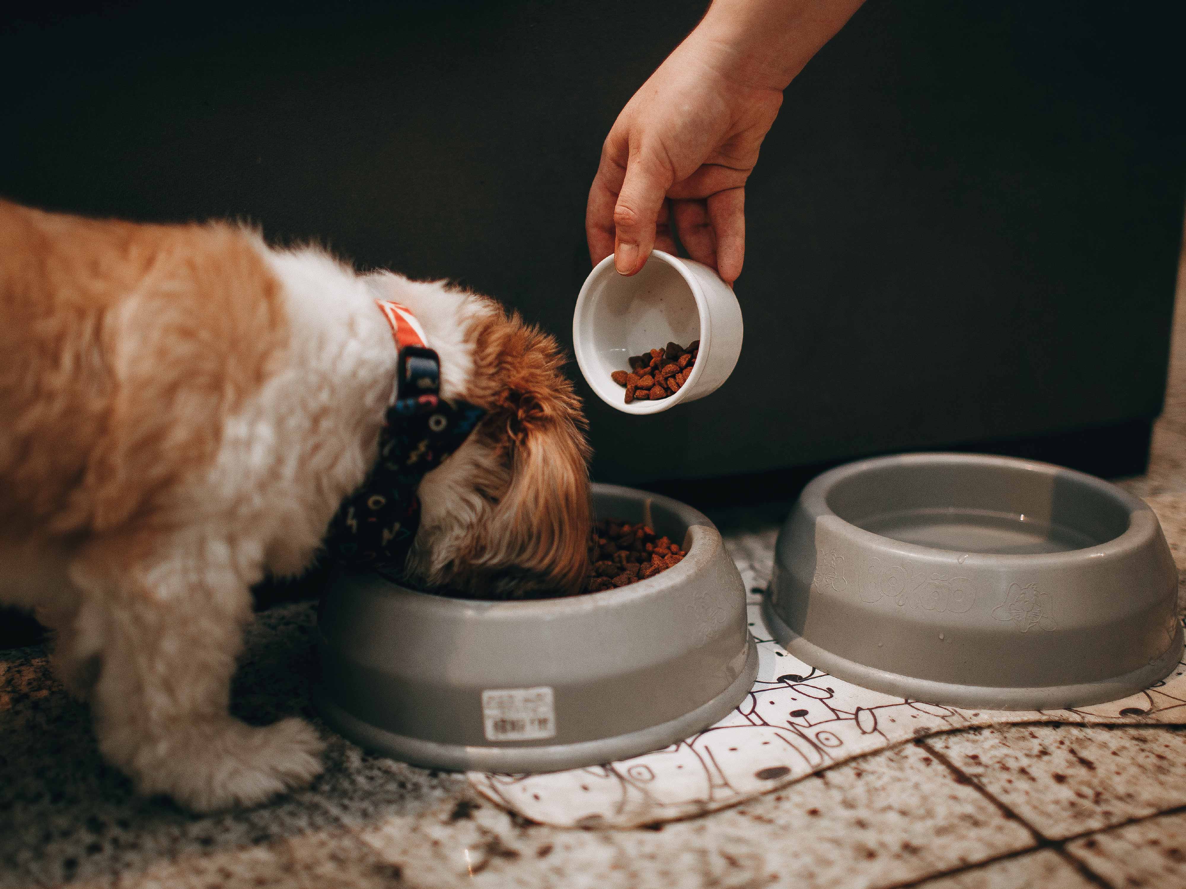 Brit Care para perros con sensibilidad digestiva: qué líneas elegir y ...