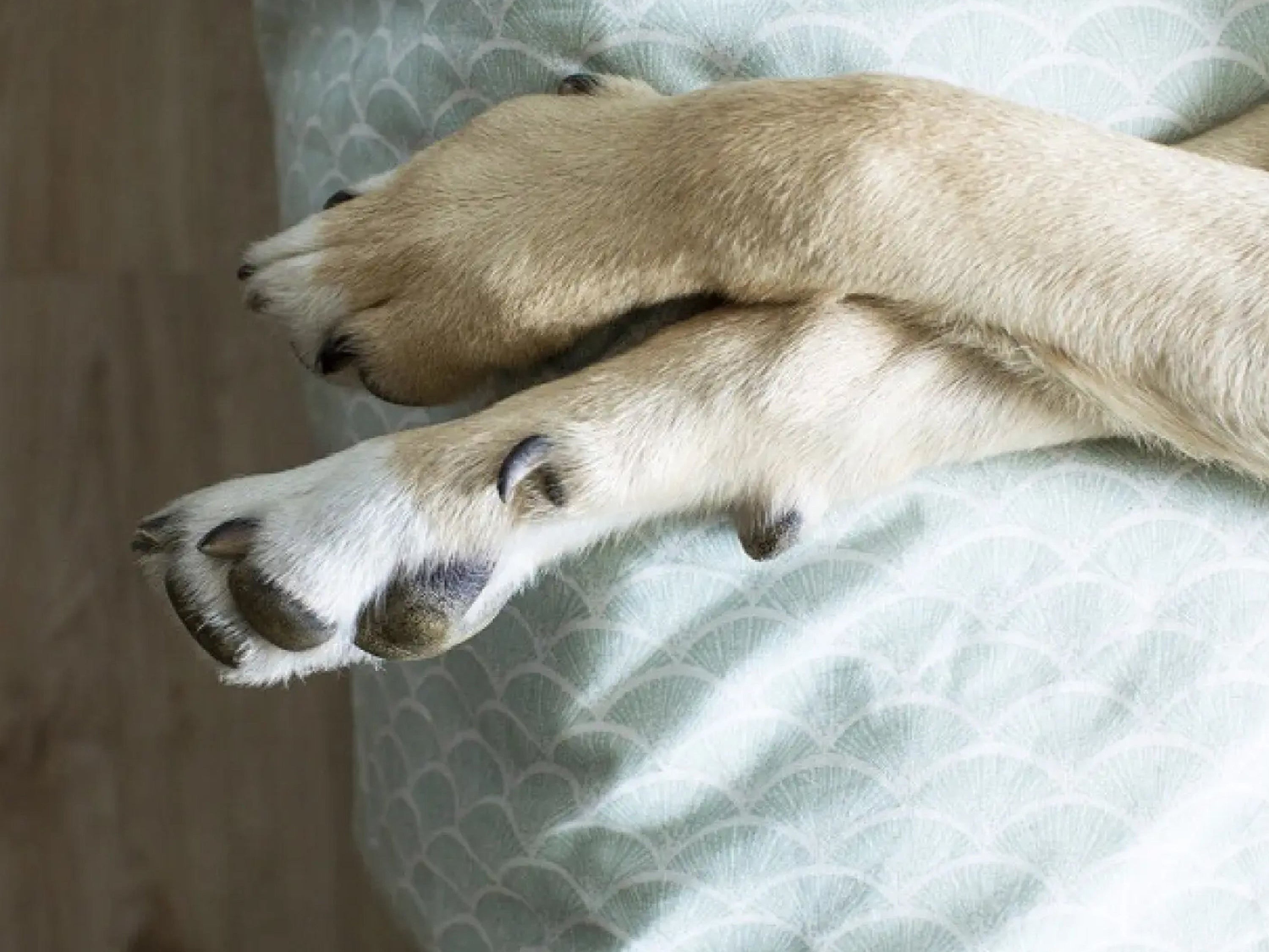 Espolón en perros: La 5ta garrita y su importancia – petvet.cl
