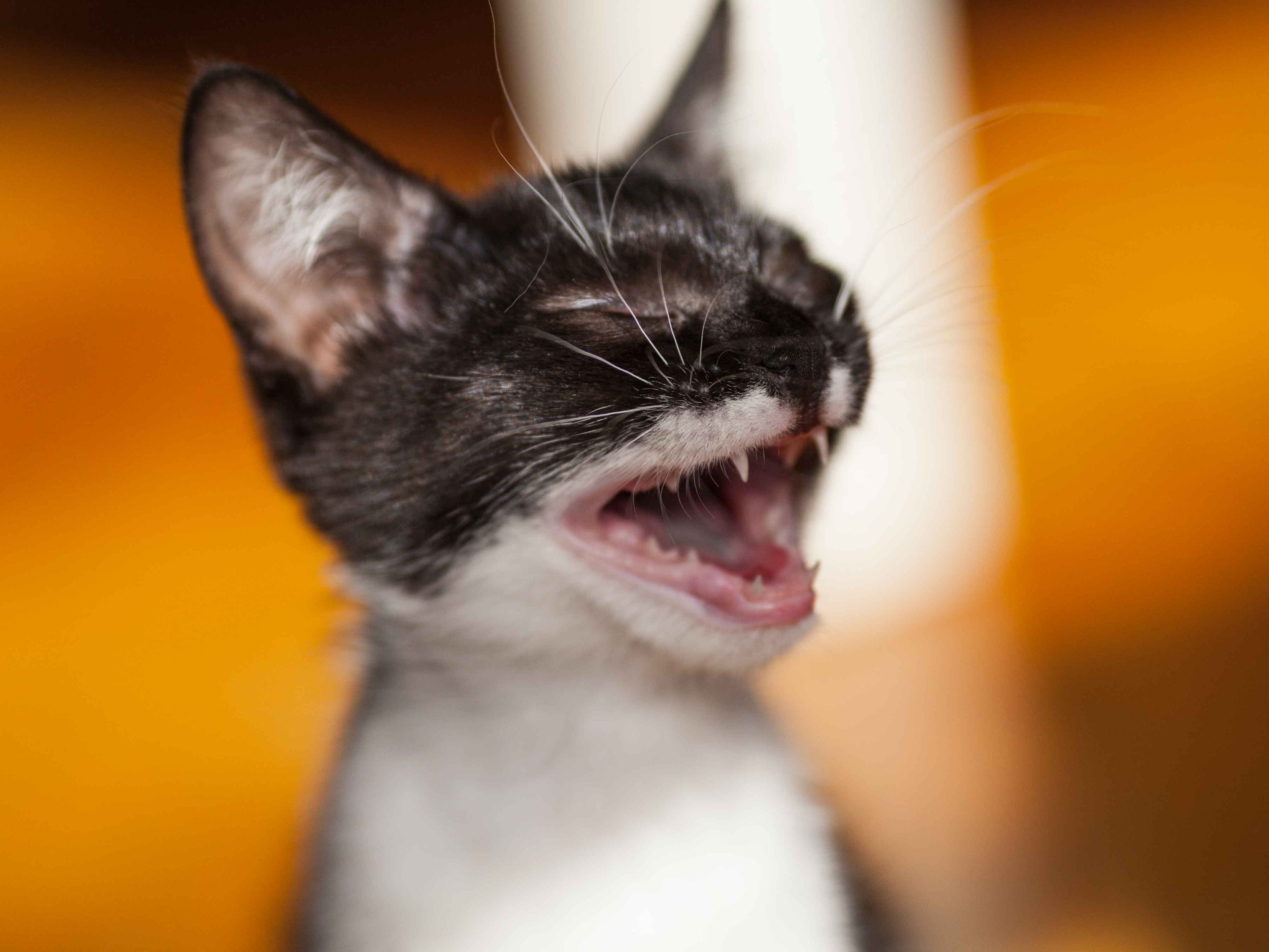 ¿Qué hacer si mi gato está estresado? – petvet.cl
