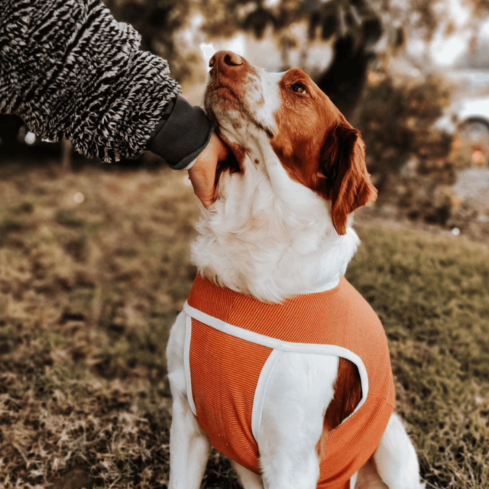 Body Cobre Protección (sin patas) Para Perros y Gatos – petvet.cl