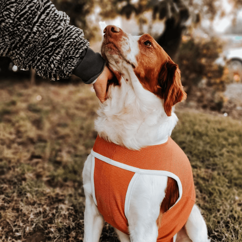 Body Cobre Protección (sin patas) para perros y gatos