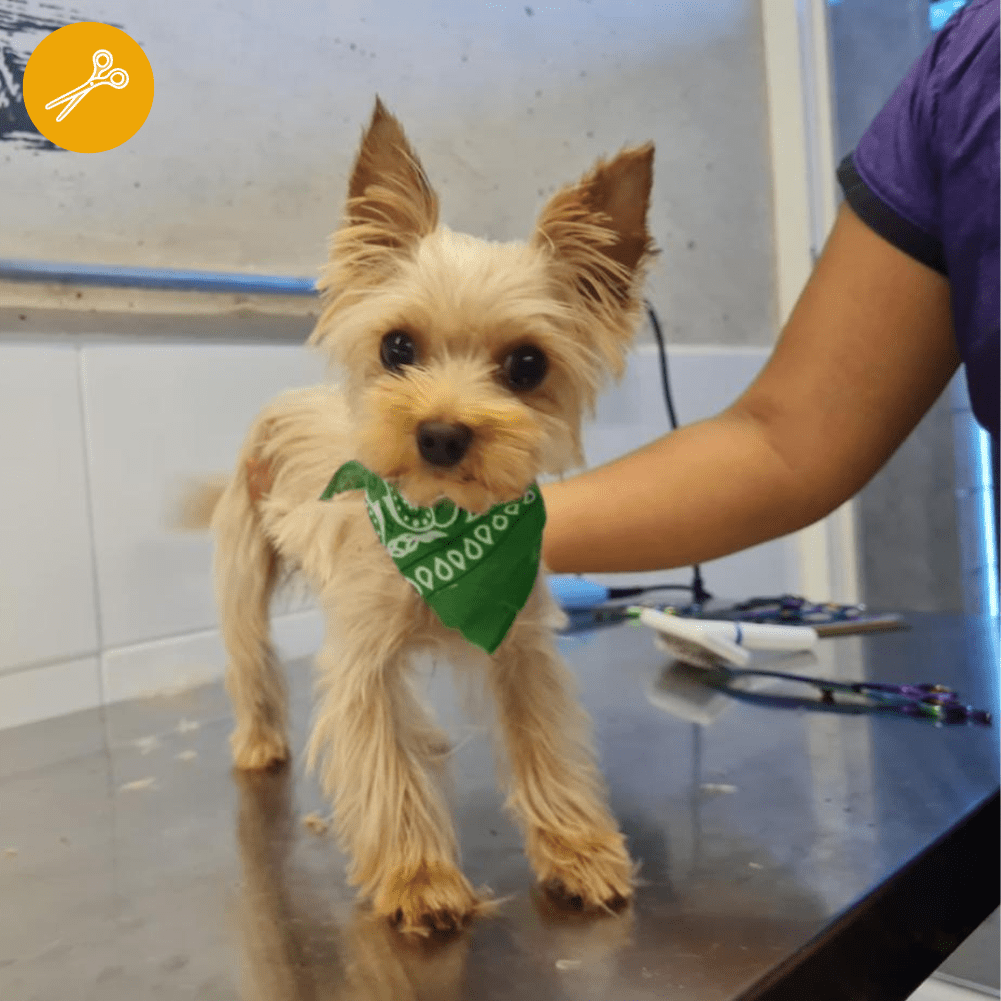 Peluquería perro MINI (hasta 5 Kg) a domicilio